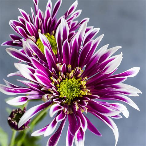 19 Stunning Fall Chrysanthemums Sunset Magazine