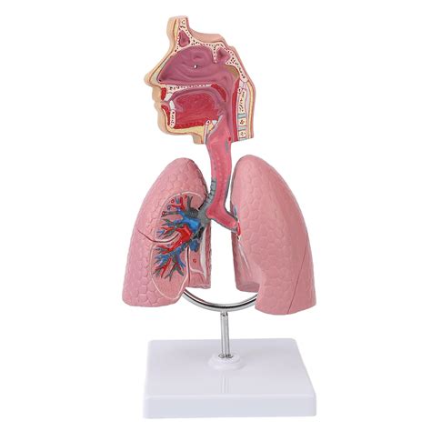 Buy Banapoy Lung Anatomical Model Human Lung Anatomical Display Lung