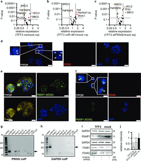 Prins Interacts With Pmaip1 And Determines Its Availability A C