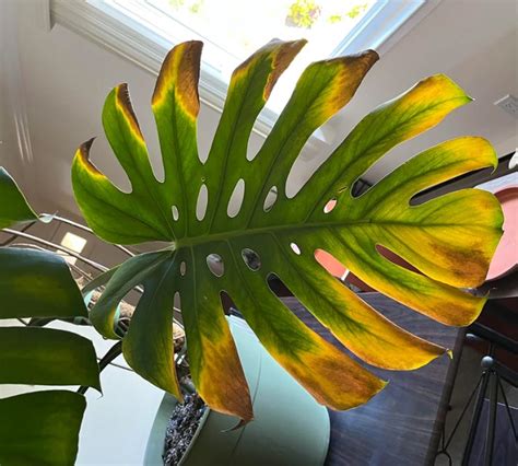 몬스테라 잎이 노랗게 변하는 원인과 해결방안 네이버 블로그 몬스테라 잎이 노랗게 변하는 원인과 해결방안 네이버 블로그