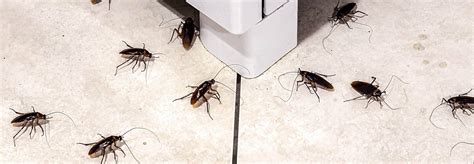 German Roach Control In Phoenix House Doctor Exterminating