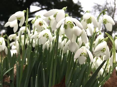 Snowdrop Mania Richard Jackson Garden
