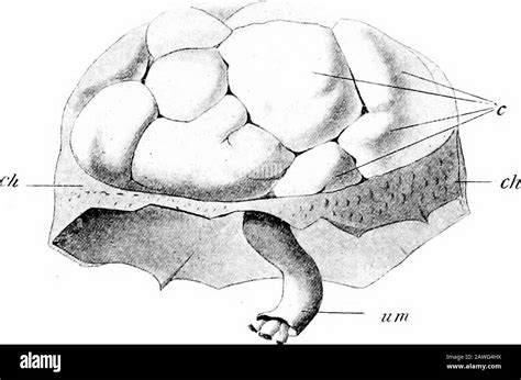 Mesodermal Cells Cut Out Stock Images And Pictures Alamy