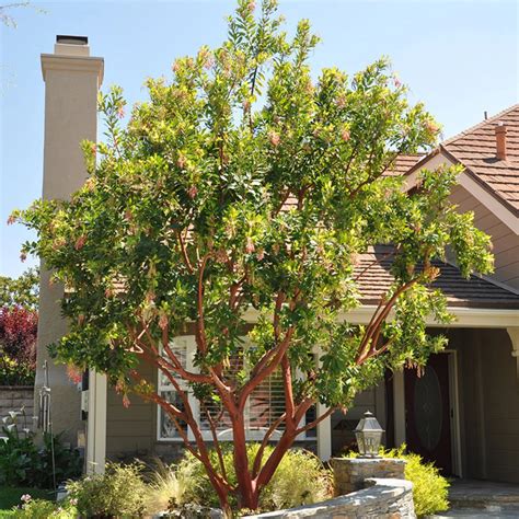 Best 13 Arbutus ‘marina Hybrid Strawberry Tree Artofit