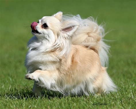 Long Haired Chihuahua Grooming Pictures At Sienna Schaw Blog