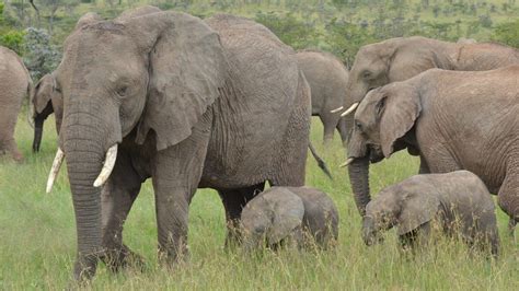 Species Spotlight Development Threatens African Savanna Elephants