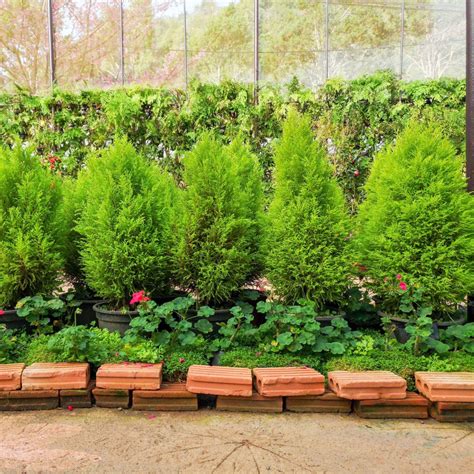 Gobuyplants Green Columnar Juniper 3 Gallon Pot