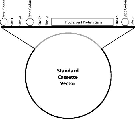 2 Schematic Diagram Of A Standard Cassette Vector Restriction Sites 1