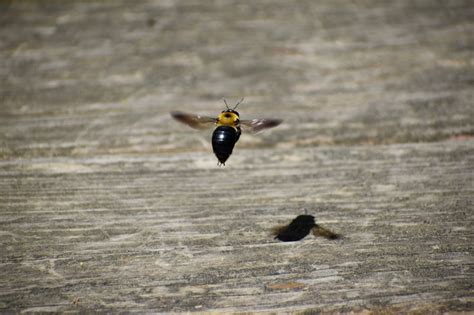 Carpenter Bee Control How To Eliminate Carpenter Bees Planet Friendly Pest Control