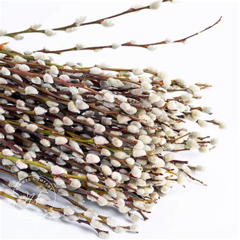 Pussy Willow Fresh Ninfa Flowers