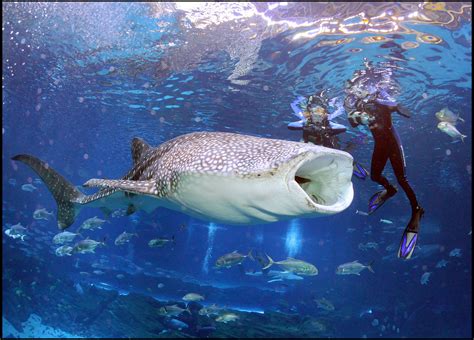 Aquarium Atlanta Whale Shark At Leanna Joseph Blog