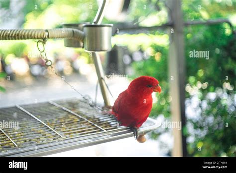 Parrots Of All Colors Are Rare And Extinct Birds All Over The World
