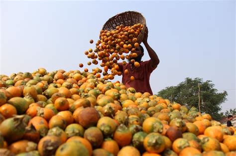 Premium Photo Betel Nuts Or Areca Nuts Processing