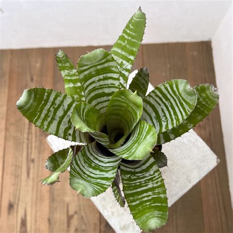 エクメア：チャンティニ ハンドオフ 35号ポット の通販 園芸ネット