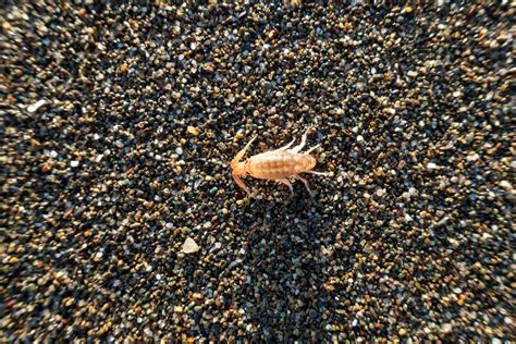 Sand Flea Prevention