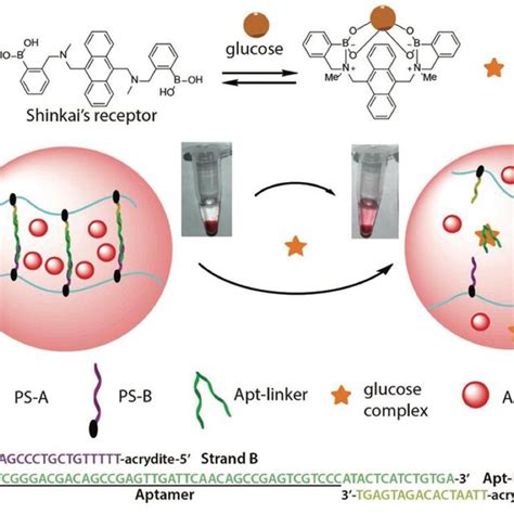 I A Schematic Illustration Of The Fabrication Of Glucose Complex