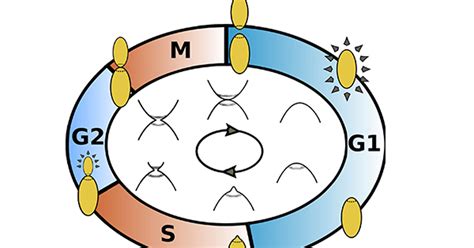 Temporal Clustering In Cell Cycle Dynamics Siam
