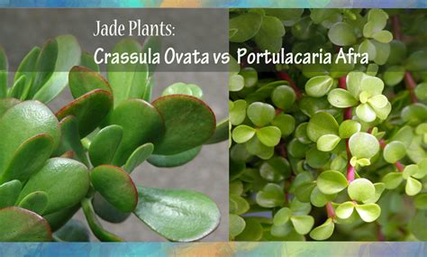 Jade Succulent Plant Identification 30 Types Of Jade Plants Crassula