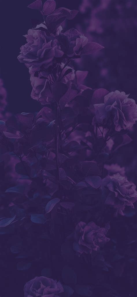 Garden Roses Purple Wallpapers Purple Roses Wallpaper Iphone