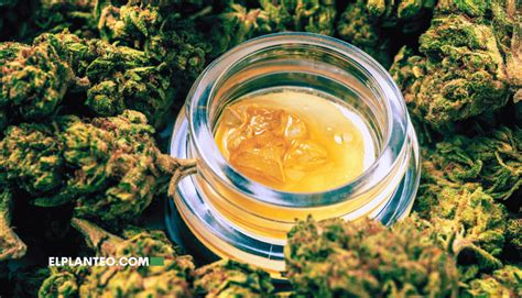 Qué Es Wax De Marihuana Todo Sobre Este Potente Concentrado De
