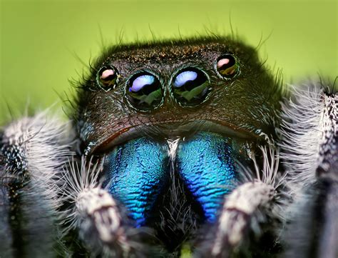 Micro Robot Eyes Inspired By Jumping Spider