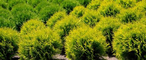 Plant Of The Month Globe Cedar Greenhouse To Garden