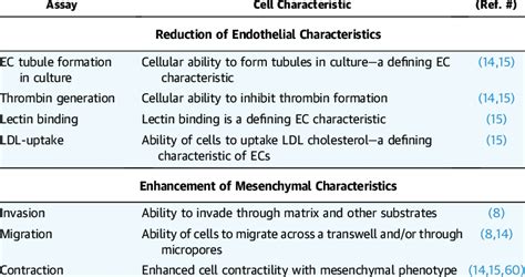 Functional Studies To Support An Altered Cellular Phenotype With Endmt