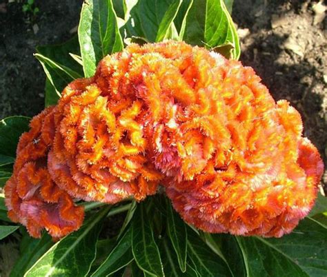Cockscomb Orange Dwarf Celosia Cristata Nana Jessica Seeds