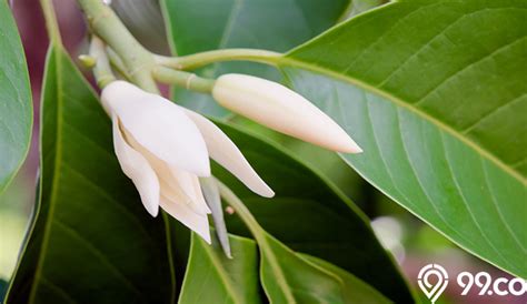 42 Contoh Bunga Gading Yang Lagi Viral Informasi Seputar Tanaman Hias