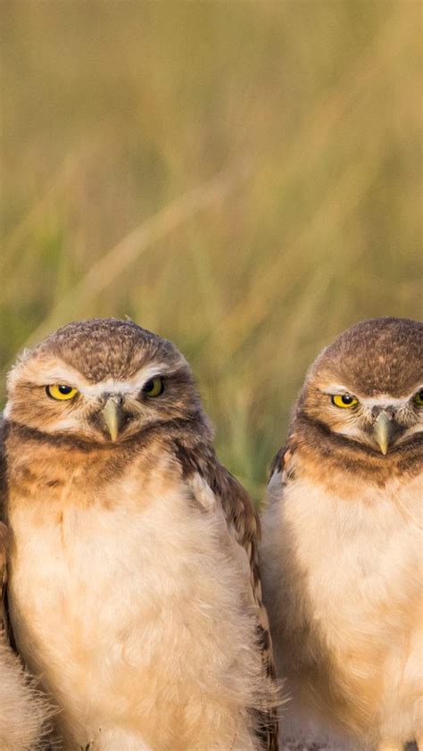 Bing Hd Wallpaper Apr 8 2024 Burrowing Owl Chicks Bing Wallpaper