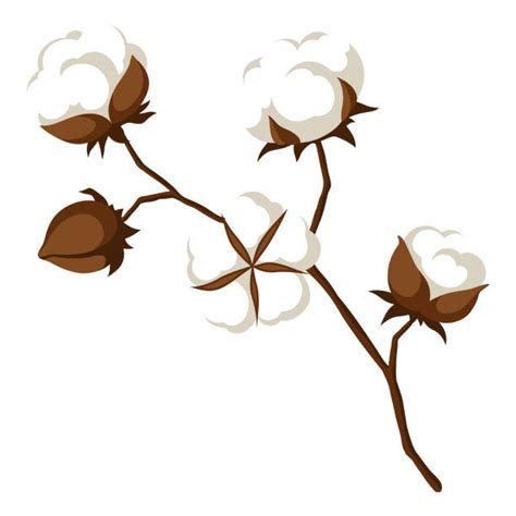 Field Of Cotton Clip Art Illustrations Royalty Free Vector Graphics
