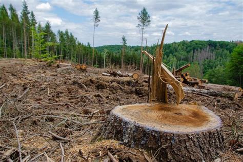 10 Causas De La Pérdida De Biodiversidad
