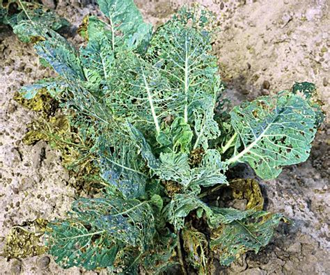 Diamondback Moth Larvae Damage Crops Causing Major Yield Losses They