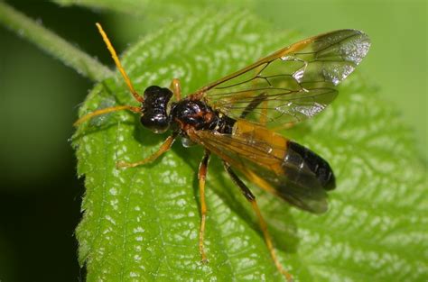 Taxonomy Tenthredinidae