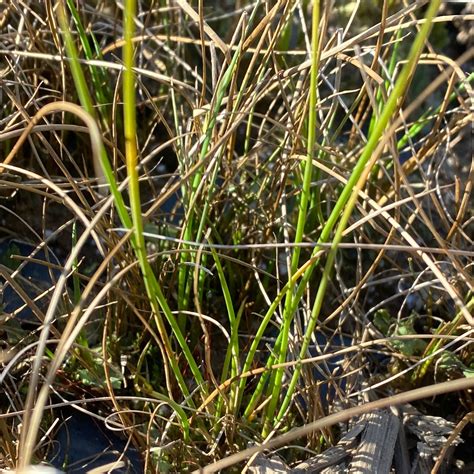 Juncus Acuminatus Tapertip Rush Plantas Nativa Llc Online Store