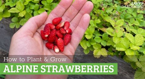 How To Grow Alpine Strawberry From Seed