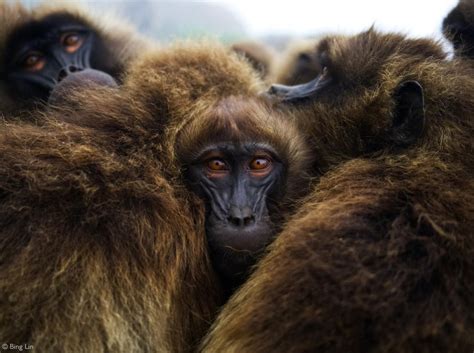 🔥 A Juvenile Male Gelada Monkey Huddles With The Rest Of His Troop In
