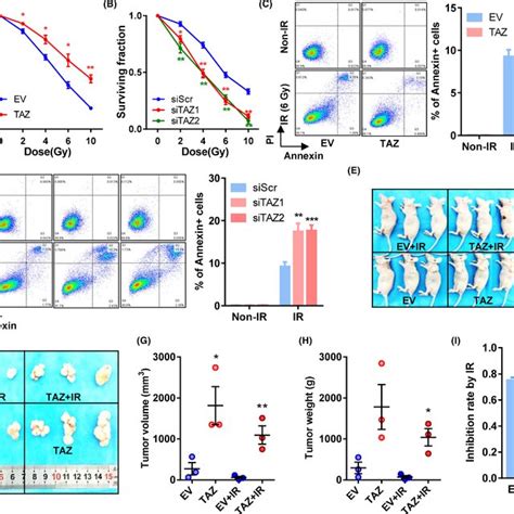 Transcriptional Coactivator With Pdz Binding Domain Taz Download