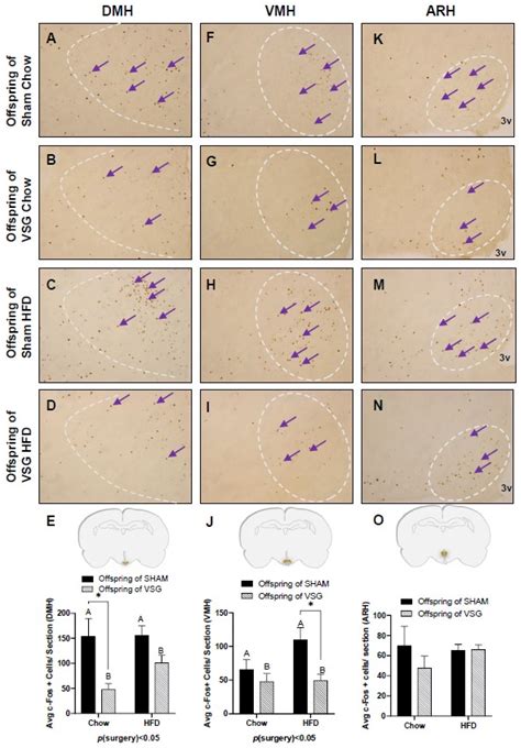 Brain Sciences Free Full Text Altered Estrous Cyclicity And Feeding