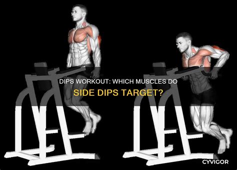 Dips Workout Which Muscles Do Side Dips Target Cyvigor
