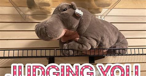 Judgey Judgey Hippo Album On Imgur