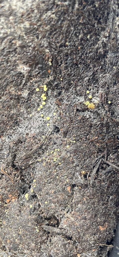 Bacteria Fungus In Compost R Gardeningire