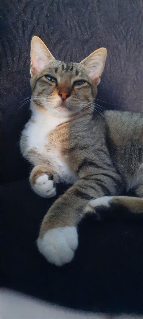 My Cat Cubby Shes 3 Years Old And Always Wants To Eat Scrolller