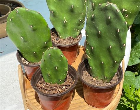 How Do You Propagate Prickly Pear Cactus Citycacti