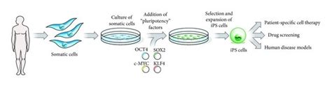 To Generate Ipscs Fibroblasts Or Another Type Of Adult Somatic Cell
