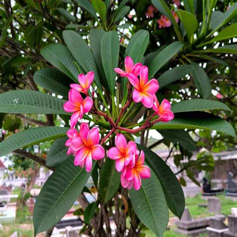 Plumeria Pink Flower Tree