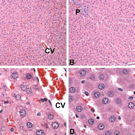 Light Micrograph Of Blood Smear Obtained On Day 15 From A Female Rat