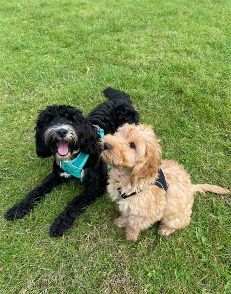 Cockapoo Owners Wanted To Get Our 11 Month Old Reggie A Friend Meet