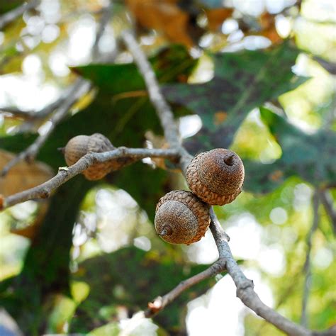 Southern Red Oak Seedling For Sale Quercus Falcata Nativ Nurseries