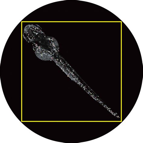 Eclipse Ji For Research Eclipse Ji Digital Microscopes Microscope